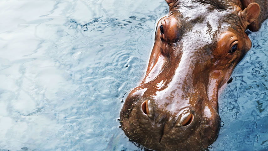 Wilderness of Southern Africa: Safari by Land & Water - Collette (14 ...