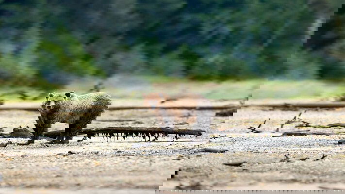 Collette Canada & Alaska Tours - 2025 & 2026 Seasons