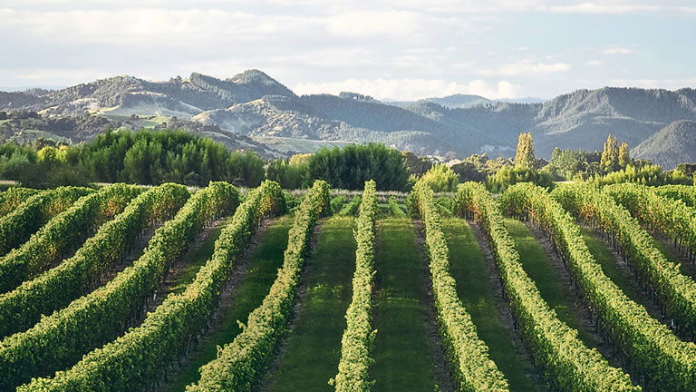 Explore North Island Wineries - Global Journeys