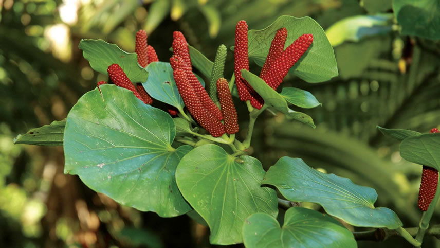 Walking Discoveries of Lord Howe Island’s Flora, Seabirds & Marine Life ...