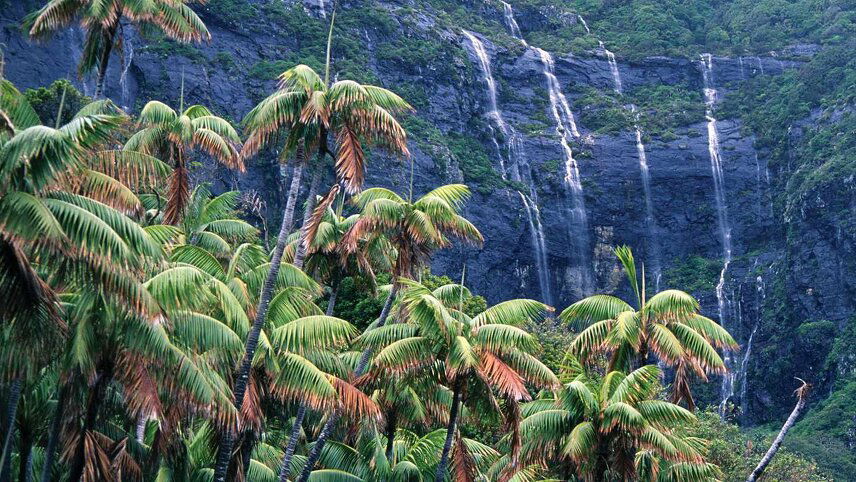 Walking Discoveries of Lord Howe Island’s Flora, Seabirds & Marine Life ...