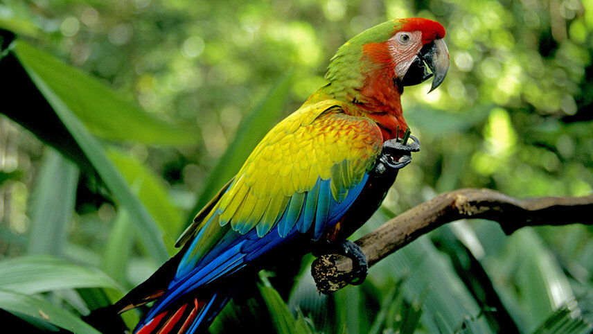 Costa Rica World Nature - Collette (12 Days From San Jose to San Jose)