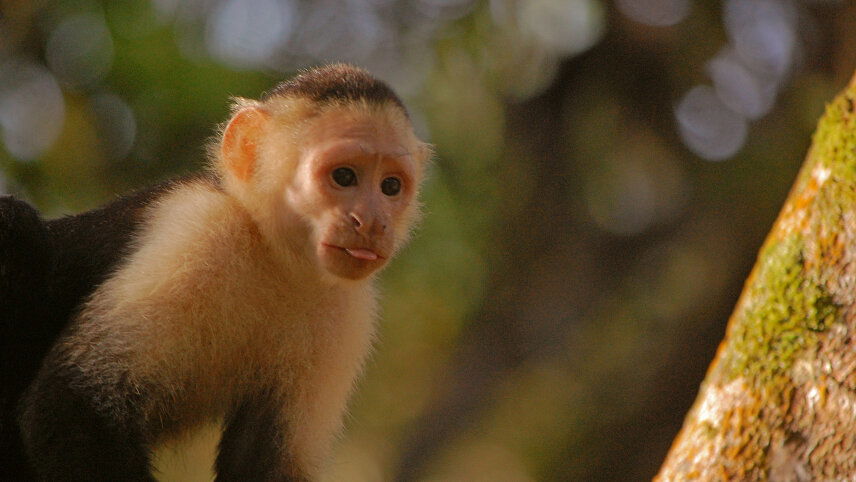 Tropical Costa Rica - Collette (9 Days From San Jose to Guanacaste)