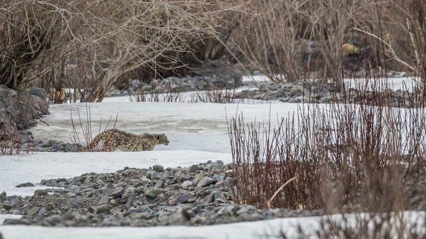 Snow Leopard Tracking Tour - Crooked Compass (11 Days From Delhi to Delhi)