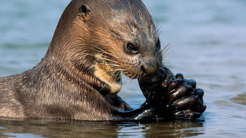 Natural Wonders of Guyana - Explore (12 Days From Georgetown to Georgetown)