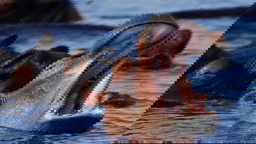 Southern Africa Safari: Kruger, Victoria Falls, Hwange & Chobe - G ...