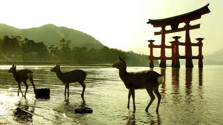 Southern Japan Experience - Intrepid (12 Days From Osaka to Osaka)