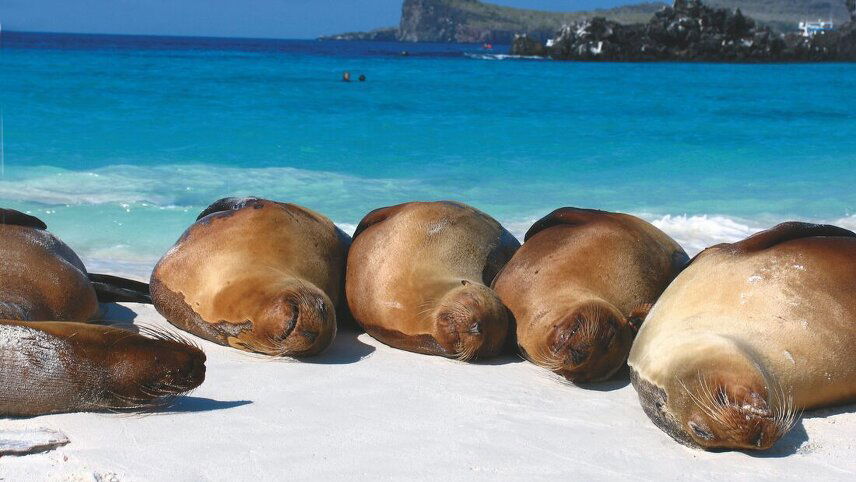 Galapagos Discovery - Intrepid (9 Days From Quito to Quito)