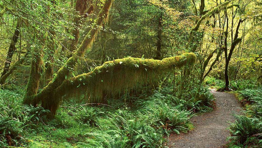 Hiking Washington's Olympic National Park and Mt Rainier - Intrepid (6 ...