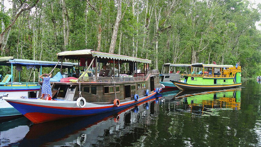 Indonesia Expedition: Orangutans of Kalimantan - Intrepid (12 Days From ...