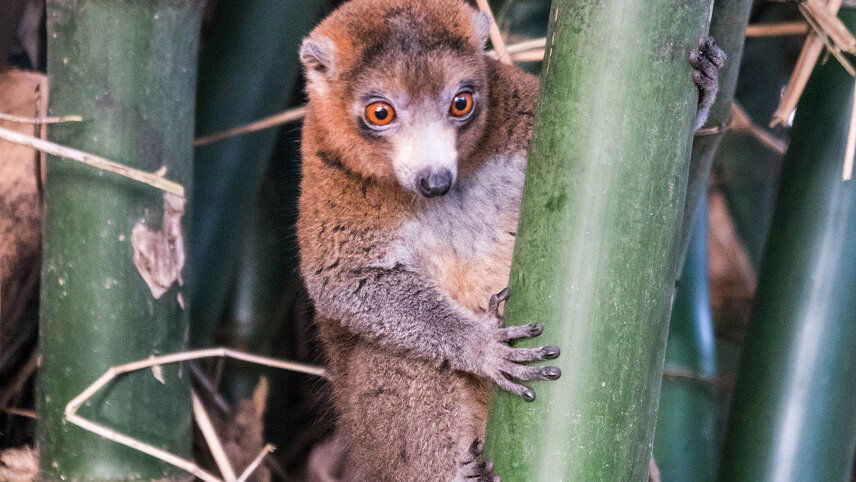 Comoros: Wildlife Expedition - Intrepid (9 Days From Moroni to Moroni)