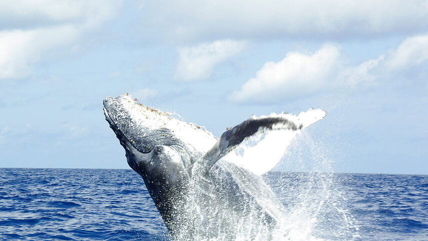 Comoros: Wildlife Expedition - Intrepid (9 Days From Moroni to Moroni)