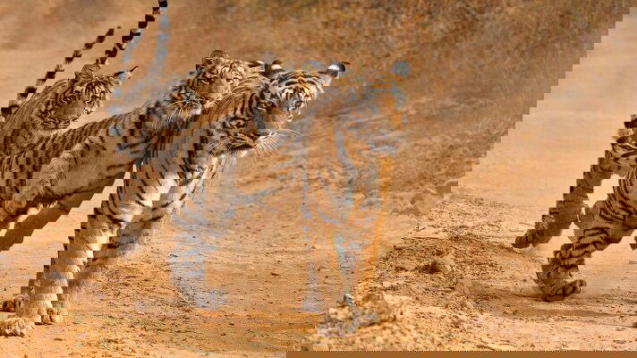 Luxury Gold Tours - 2024-2026 Seasons