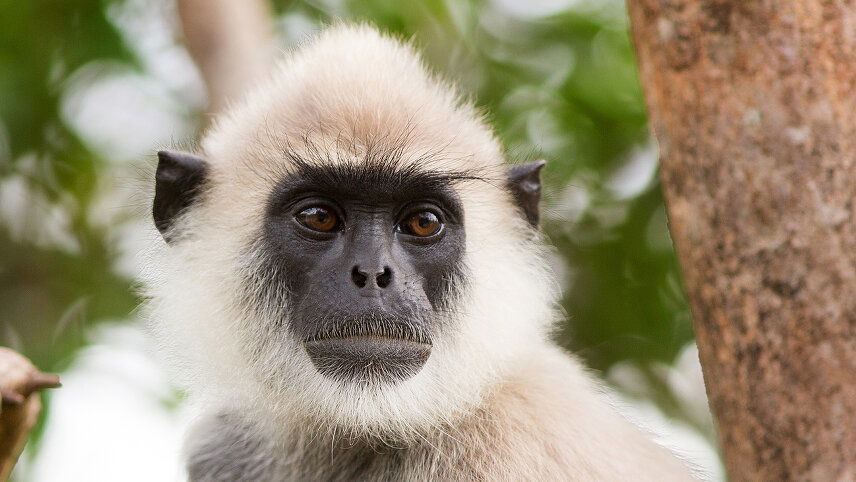 Colombo, Caves & Kandy - On The Go Tours (8 Days From Colombo to Colombo)