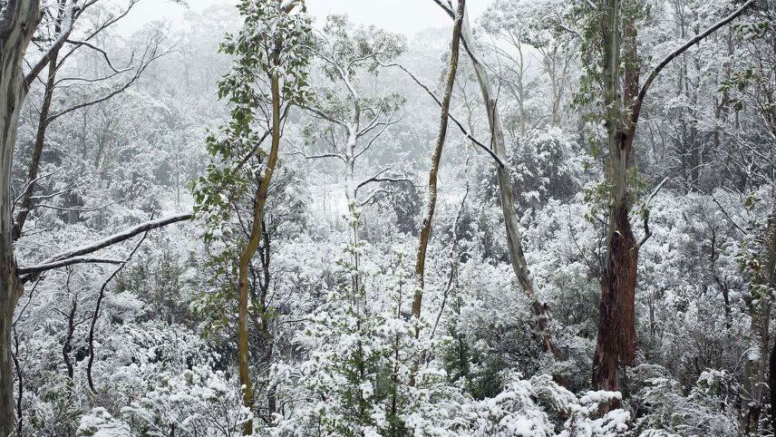 Cradle Mountain Huts Walk (Winter) - Tasmanian Walking Company (8 Days ...